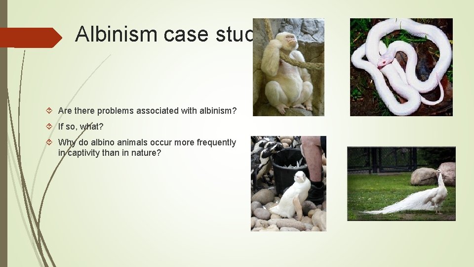 Zoo Animal Population Sustainability Outcomes for this session