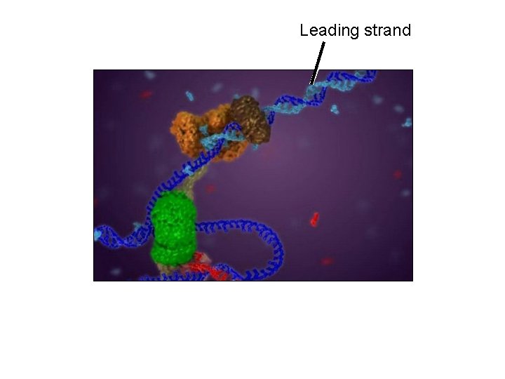 Bio Flix DNA Replication Slide Show Copyright 2008