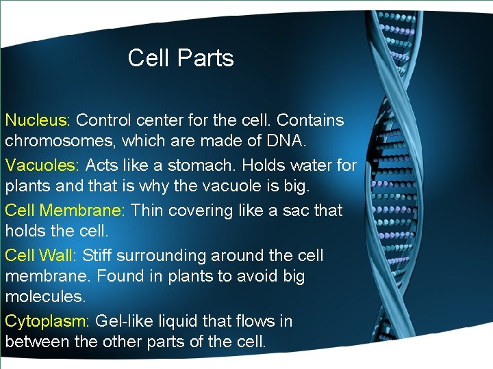 Cells and their Jobs By Lily Abolfathipour Nucleus