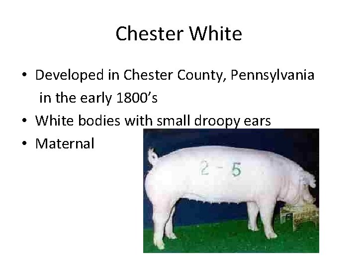 Swine Unit Eight Major Traditional Breeds Berkshire Chester