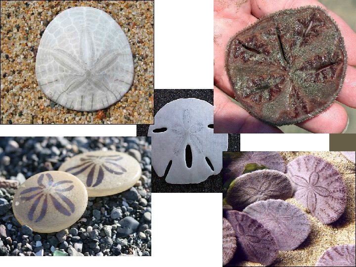 Phylum Echinodermata Echinoderms Spiny Skins Do we have