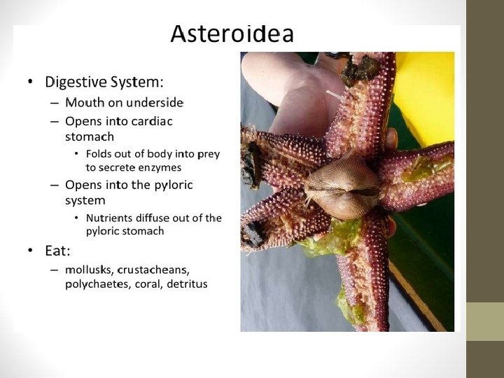 Phylum Echinodermata Echinoderms Spiny Skins Do we have