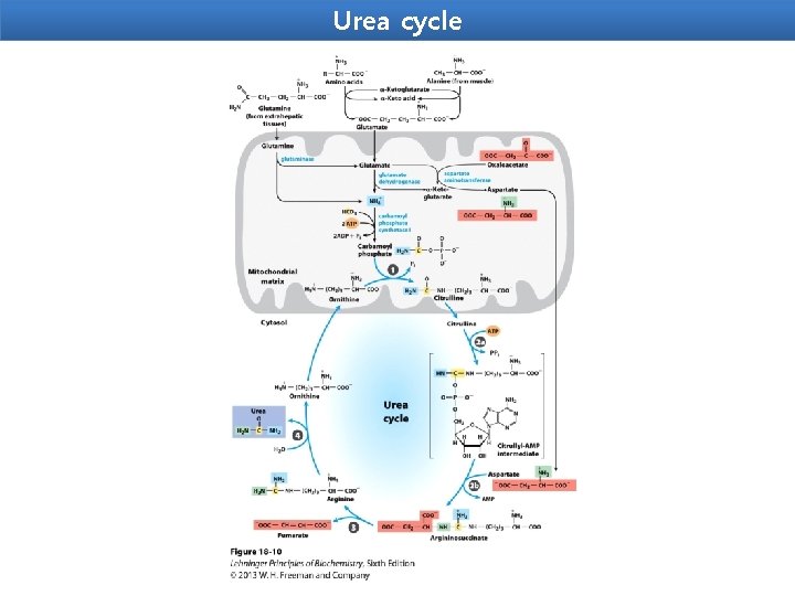 Protein Metabolism Introduction The amino acids the final