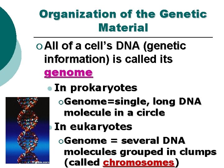 Chromosomes Lecture 13 Honors Biology Ms Day Why