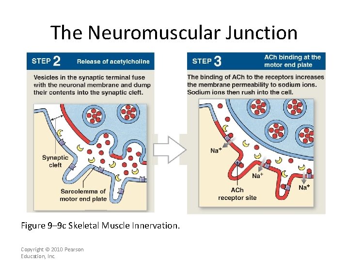 Skeletal Muscle Fibers Figure 9 6 a b