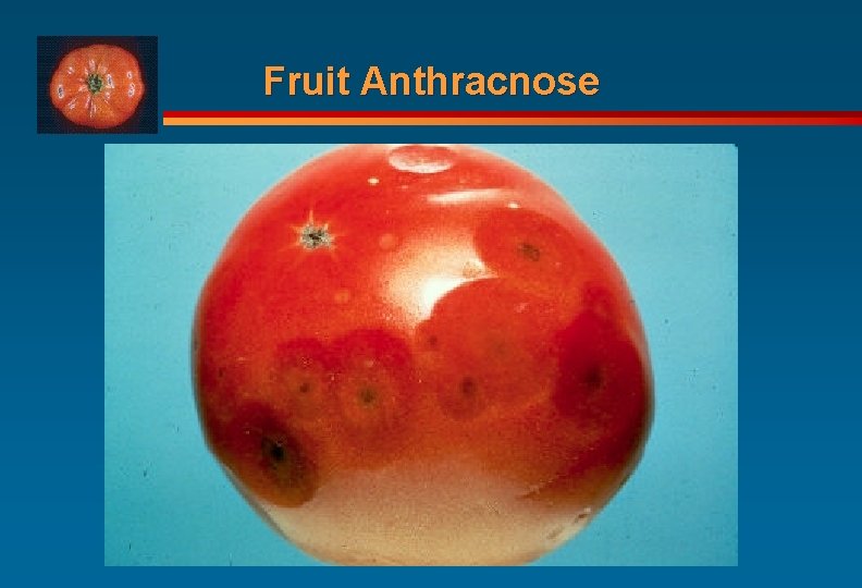 Tomato Diseases Fungal Bacterial Viral Fruit Anthracnose Colletotrichum