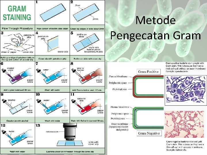 EUBACTERIA ARCHAEBACTERIA APA YANG KALI PIKIR MEN KAN