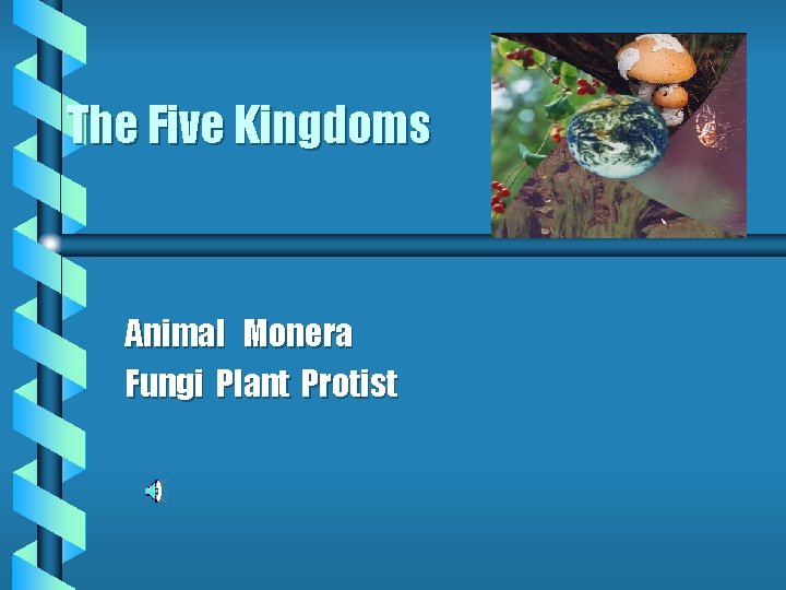 The Five Kingdoms Animal Monera Fungi Plant Protist