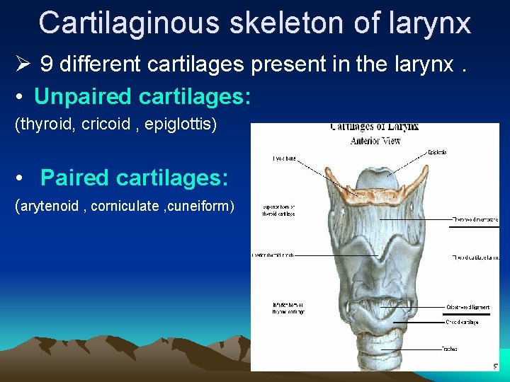 Embryology Anatomy and physiology of Larynx Prepaired by