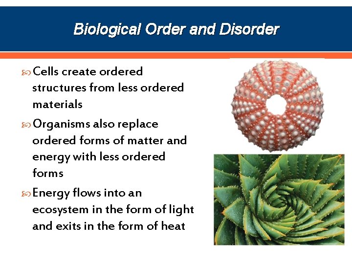 6 An Introduction to Metabolism Overview The Energy