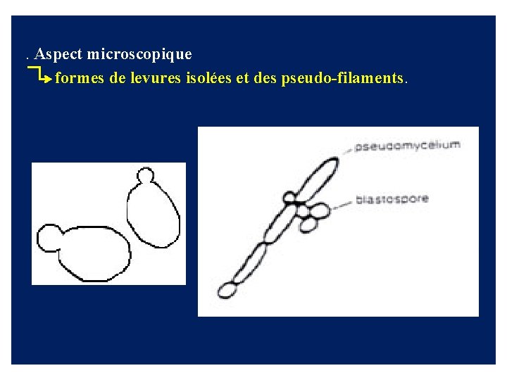 CLASSE DES HYPHOMYCETES Pas de reproduction sexue connue