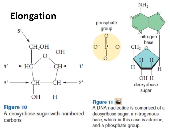 PART 2 DNA STRUCTURE AND REPLICATION Differences between