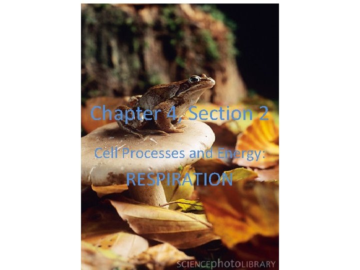 Chapter 4 Section 2 Cell Processes and Energy