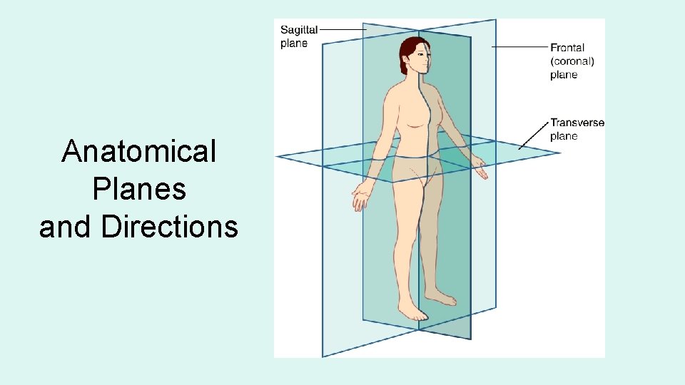 Anatomical Planes And Directions Anatomical Planes And Directions Anatomical Planes And Directions Anatomical Planes And Directions