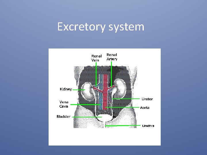 Excretory system Purpose of excretion To eliminate wastes