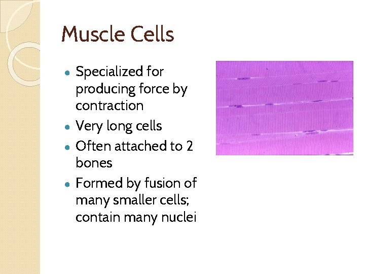 Cell Specialization Differences Among Cells All living things