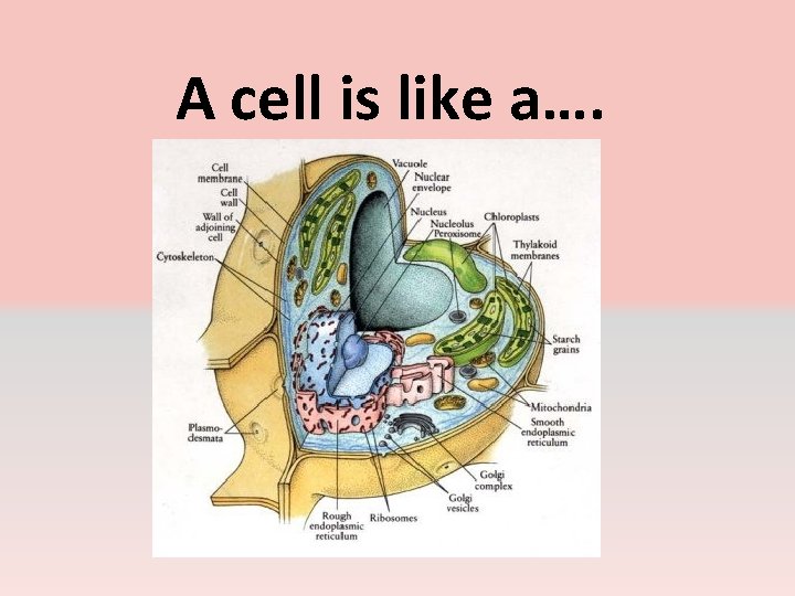 A cell is like a Logging company A