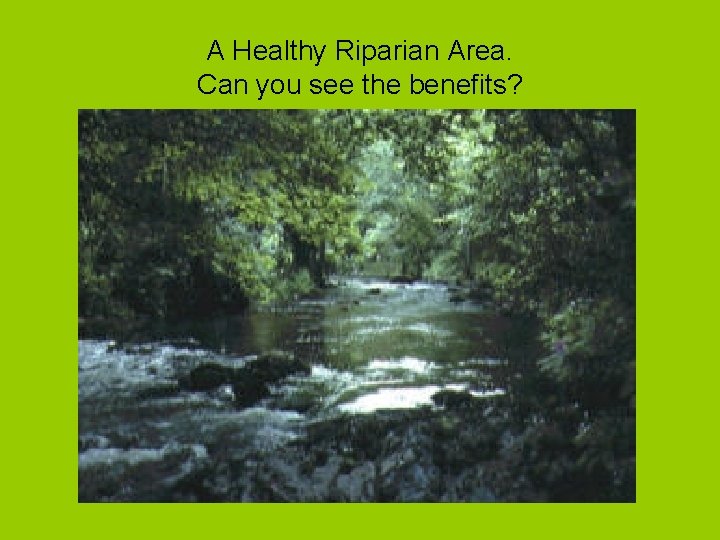 Riparian Vegetation Riparian Vegetation Benefits Roots prevent erosion
