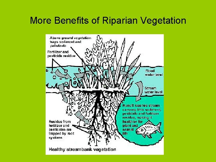 Riparian Vegetation Riparian Vegetation Benefits Roots prevent erosion