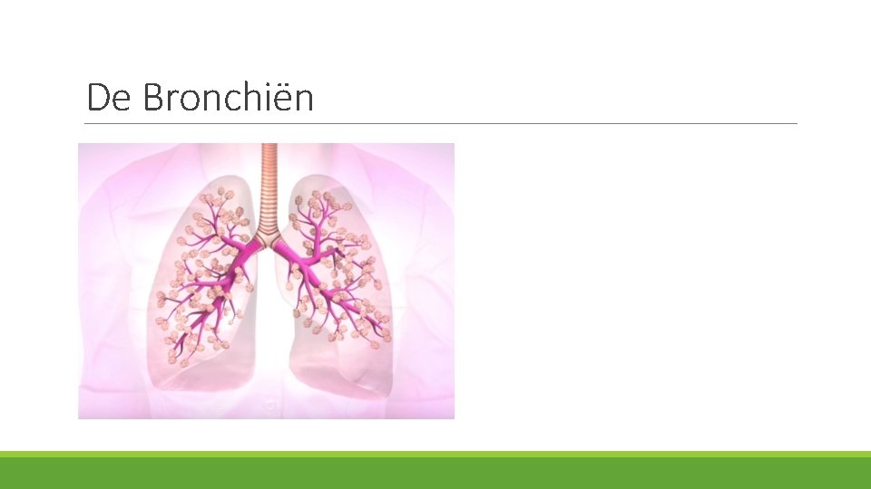 DE LONGEN De luchtpijp De Bronchin De Longblaasjes