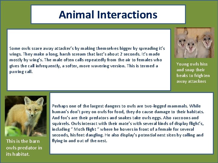 Barn owl By Marissa Wagoner Animal Facts Description
