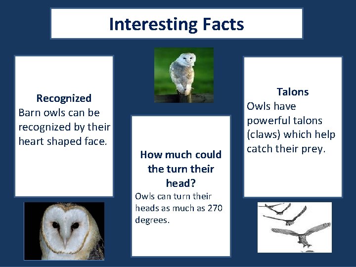 Barn owl By Marissa Wagoner Animal Facts Description