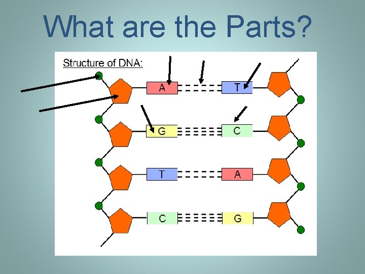 Chapter 12 DNA DNA facts Turn of n