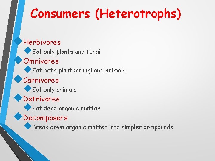 in Ecosyst Food Chains Food Webs and Energy