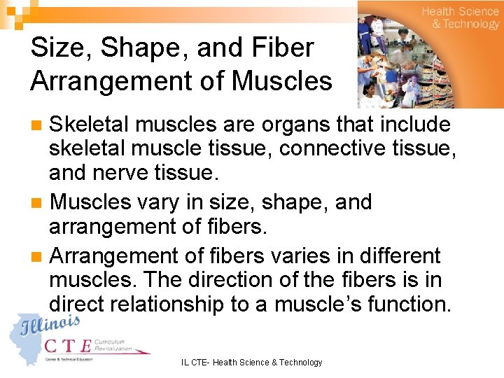 Understand the Components of the Muscular System Lesson