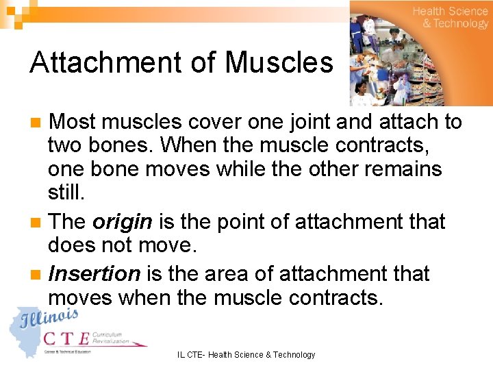 Understand the Components of the Muscular System Lesson