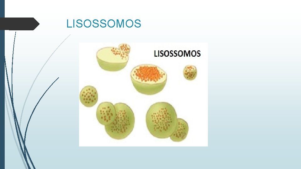 AULAS 16 e 17 Frente B ORGANELAS CITOPLASMTICAS