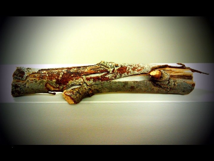 Picture of twig Luke 7 1 10 1