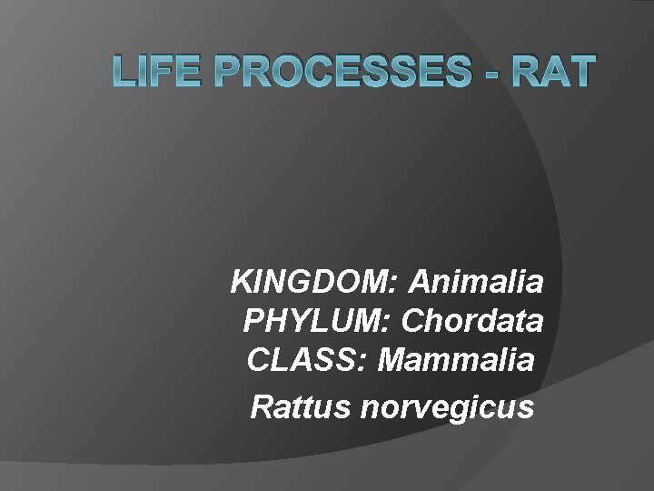 LIFE PROCESSES RAT KINGDOM Animalia PHYLUM Chordata CLASS