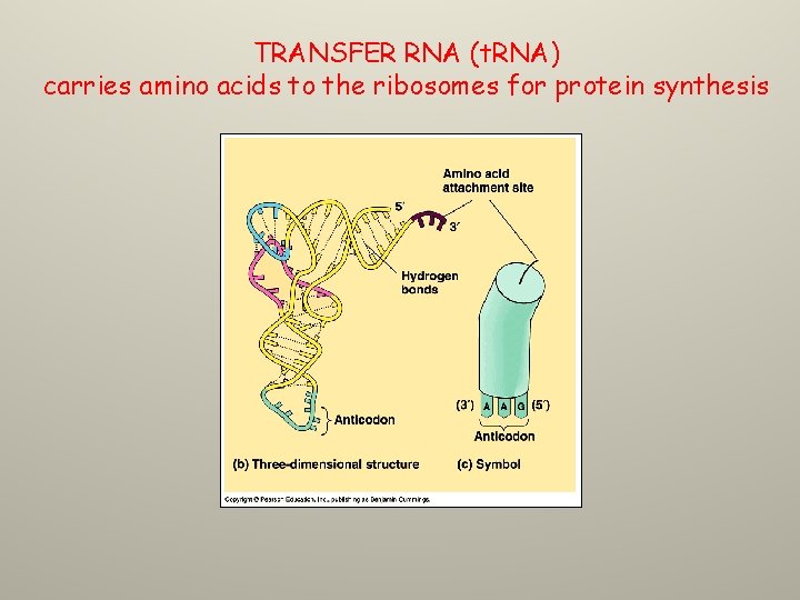 GENETICS is the branch of biology that deals