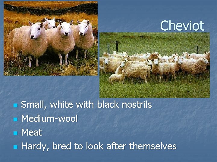 Breeds of Sheep Intro to Animal Science Spring