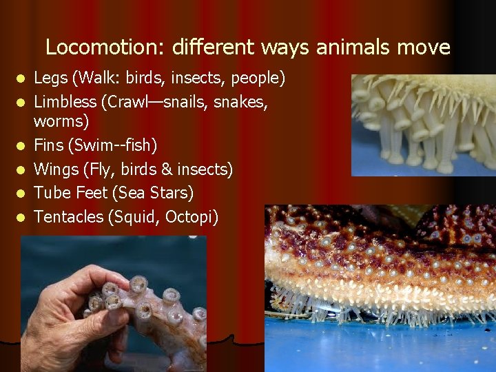 Animals and Their Traits Objective 5 3 Identify