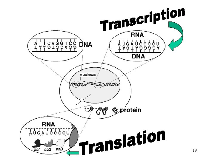 NOTES 13 1 13 2 RNA Protein Synthesis