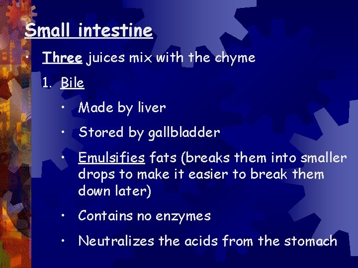 Human Digestive System Digestion is the process by