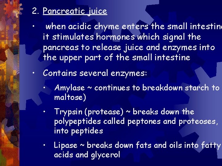 Human Digestive System Digestion is the process by