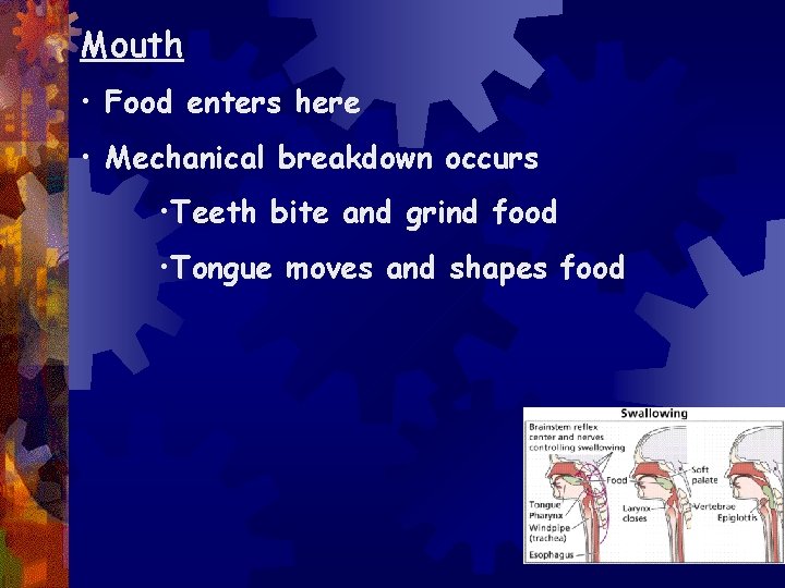 Human Digestive System Digestion is the process by
