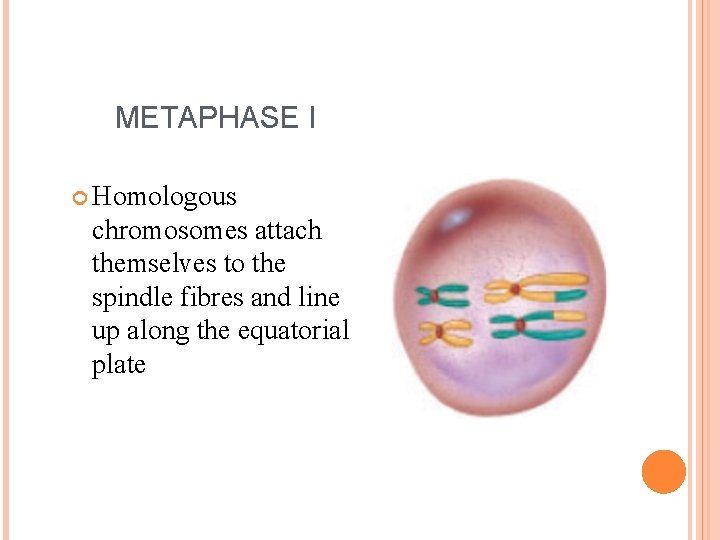 MEIOSIS Students will describe the process of meiosis