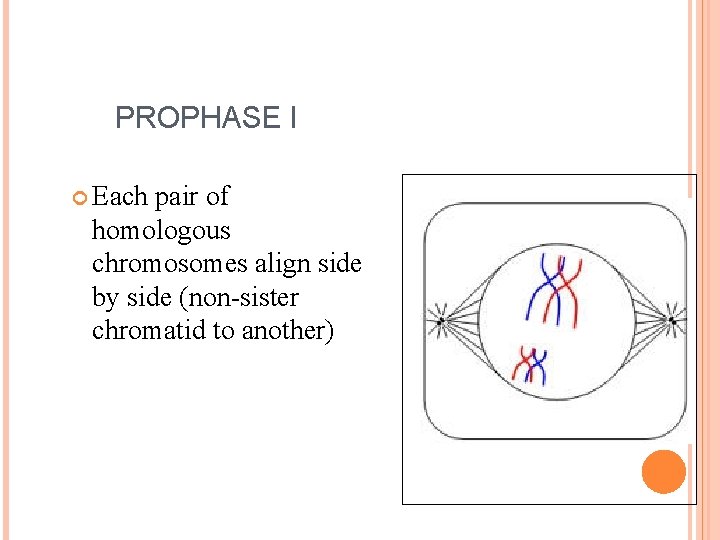 MEIOSIS Students will describe the process of meiosis