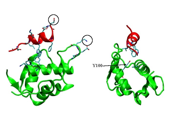 Modulation of p 53 binding to MDM 2