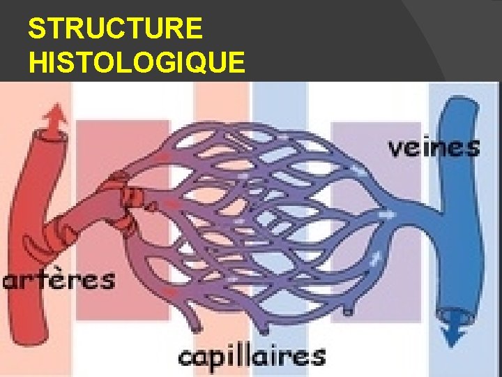 LES CAPILLAIRES SANGUINS LES CAPILLAIRES SANGUINS 1 INTRODUCTION