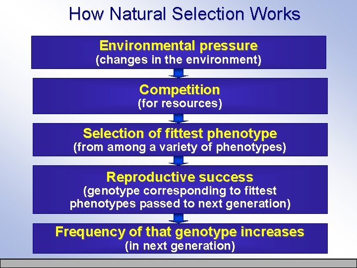 Unit 3 Myers AP Biopsychology and the Foundations
