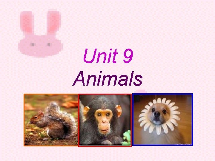 Unit 9 Animals Lesson A Part 1 extinct