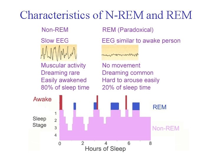 COGNITIVE SCIENCE 17 Biological Rhythms Part 1 Jaime