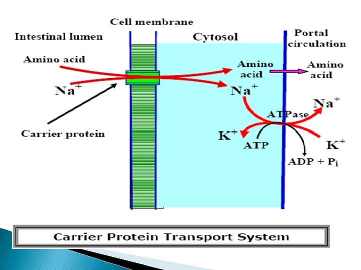 Absorption of Amino Acids It is an active
