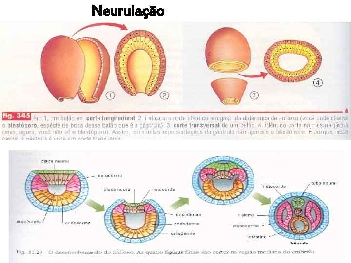 EMBRIOLOGIA PROF CLAUDIO GIOVANNINI Quanto ao local do
