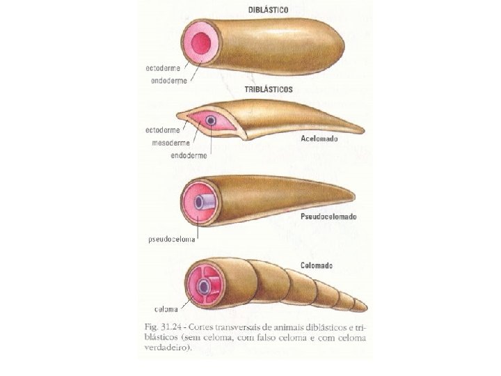 EMBRIOLOGIA PROF CLAUDIO GIOVANNINI Quanto ao local do